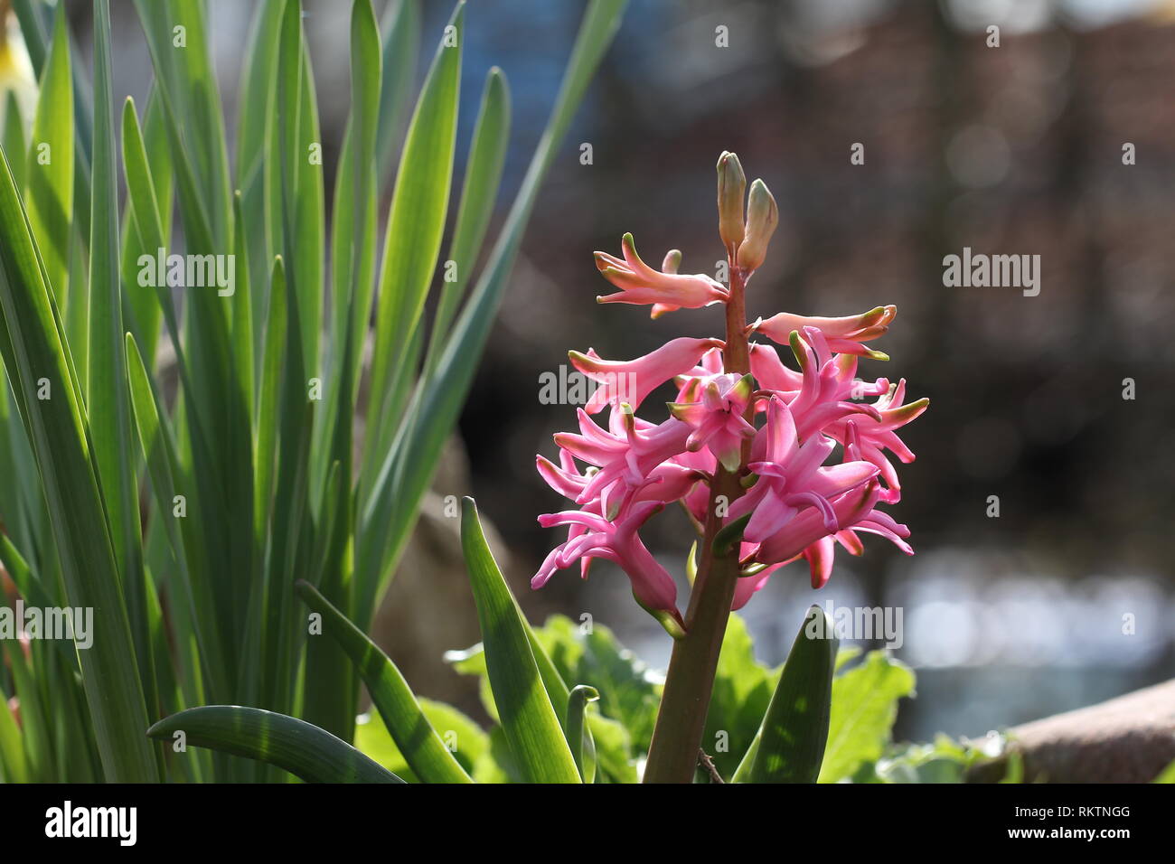 Hyacinths / Hyacinths - beautiful spring flowers Stock Photo - Alamy