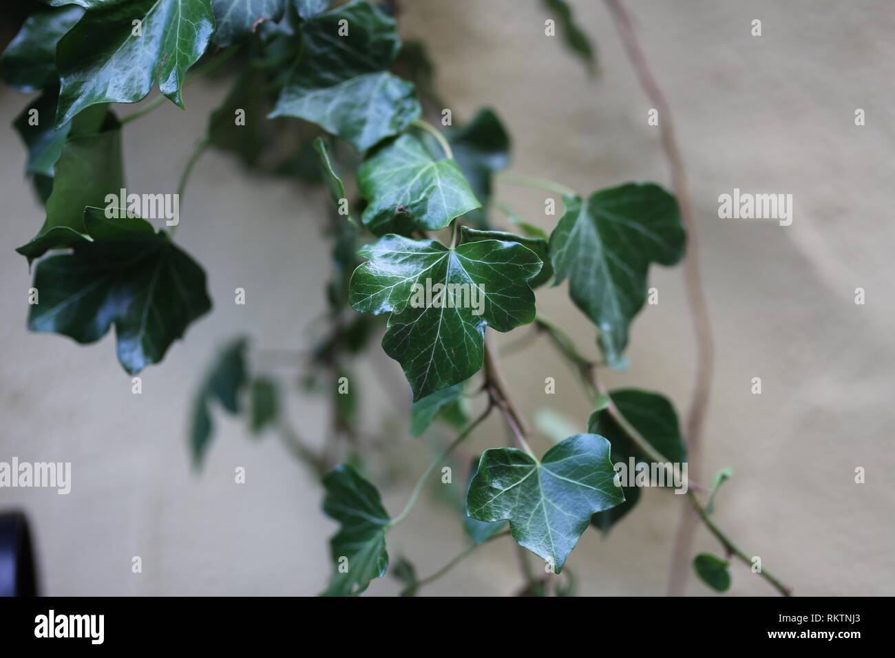 Creeping shrubs clinging to their adventitious roots of the walls Stock ...