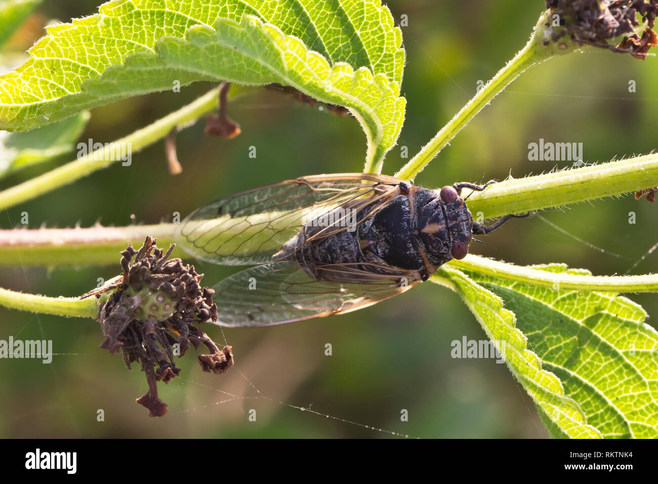 Cicada / Insects living in the southern countries Stock Photo - Alamy