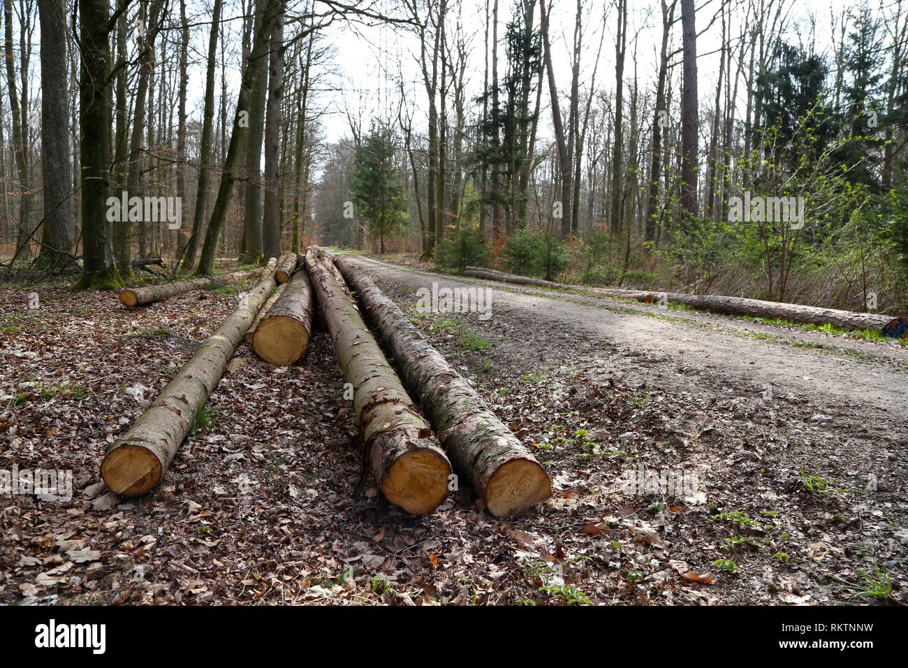 The sawn logs lie in the woods by the road Stock Photo - Alamy