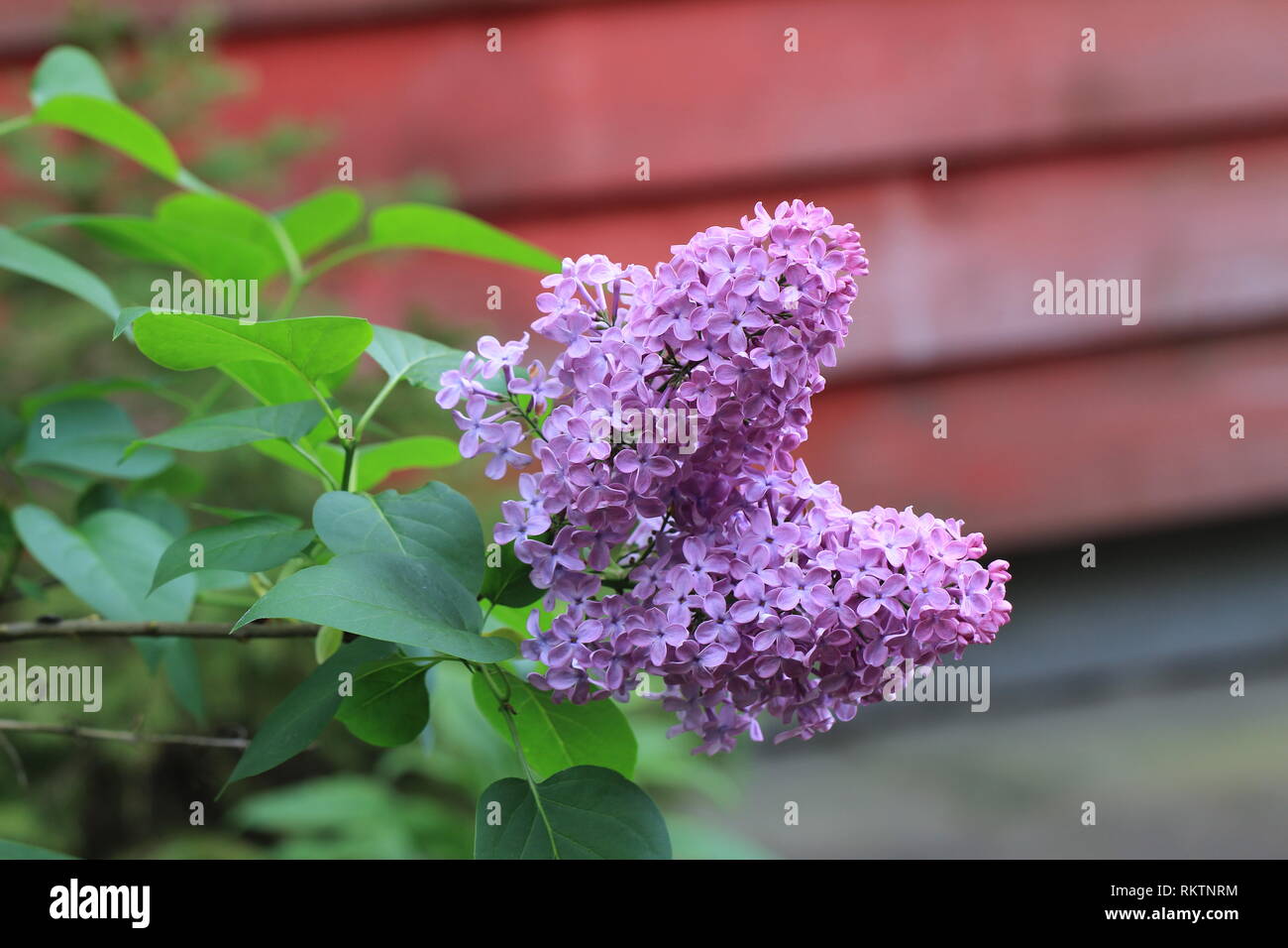 Spring. Blooming lilacs in the town park Stock Photo - Alamy