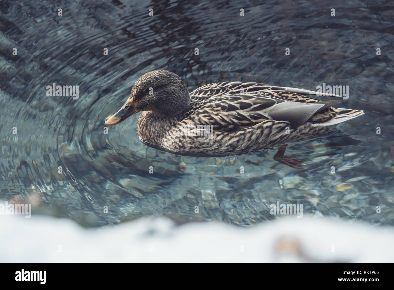 Pound bird hi-res stock photography and images - Alamy
