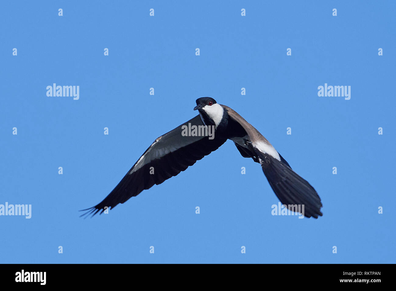 Spur-winged lapwing in flight with blue skies in the background Stock ...