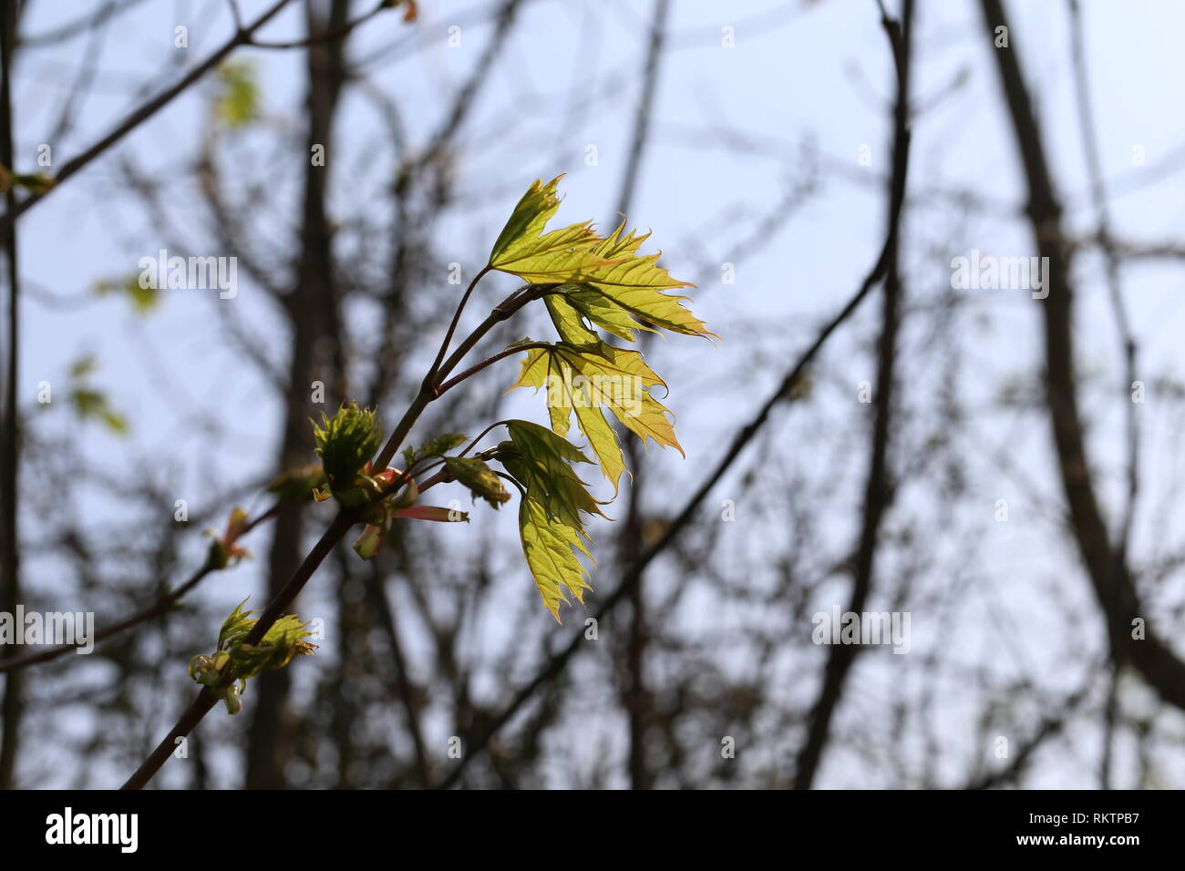 First leaves on trees in spring forest Stock Photo - Alamy