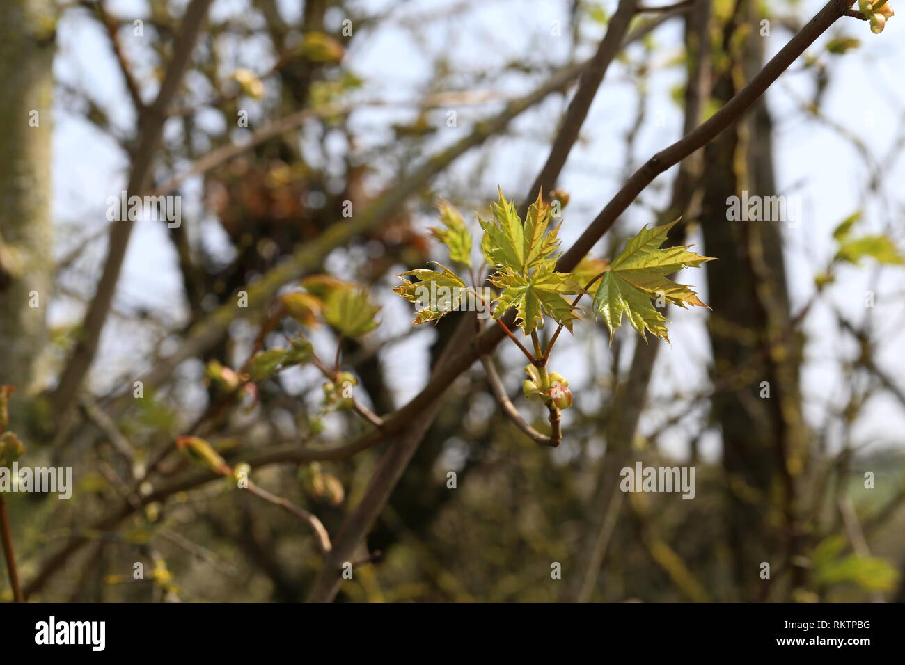 First leaves on trees in spring forest Stock Photo - Alamy