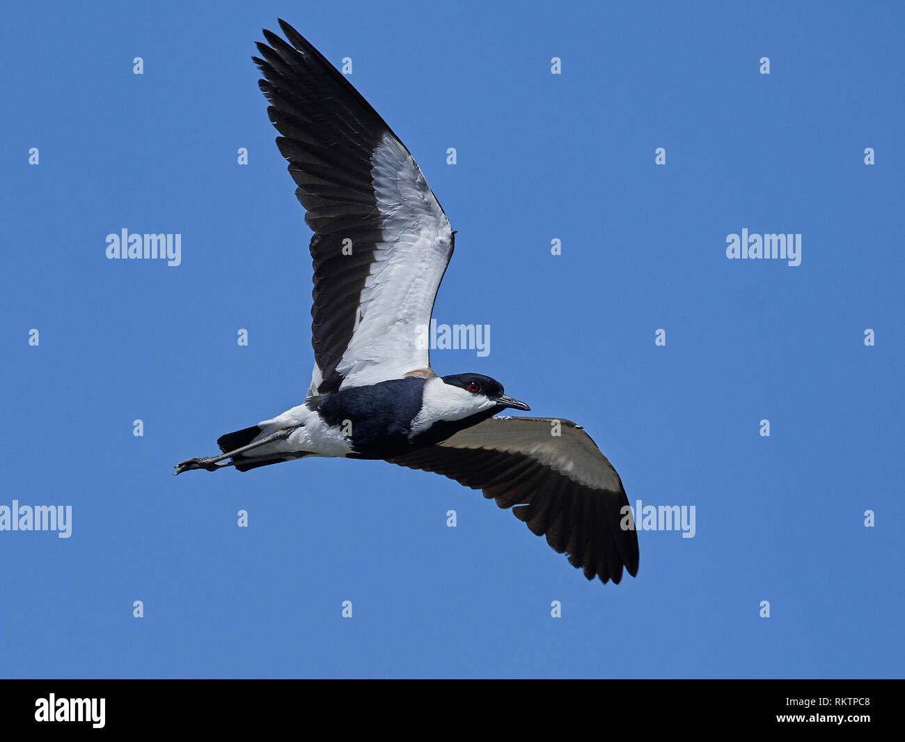 Spur winged lapwing in flight hi-res stock photography and images - Alamy