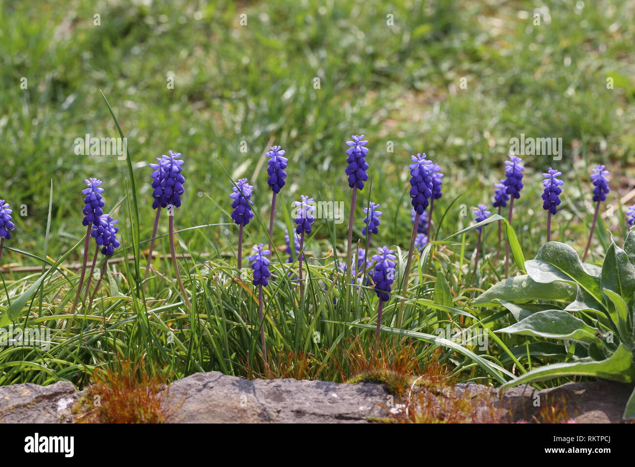 Hyacinths / Hyacinths - beautiful spring flowers Stock Photo - Alamy