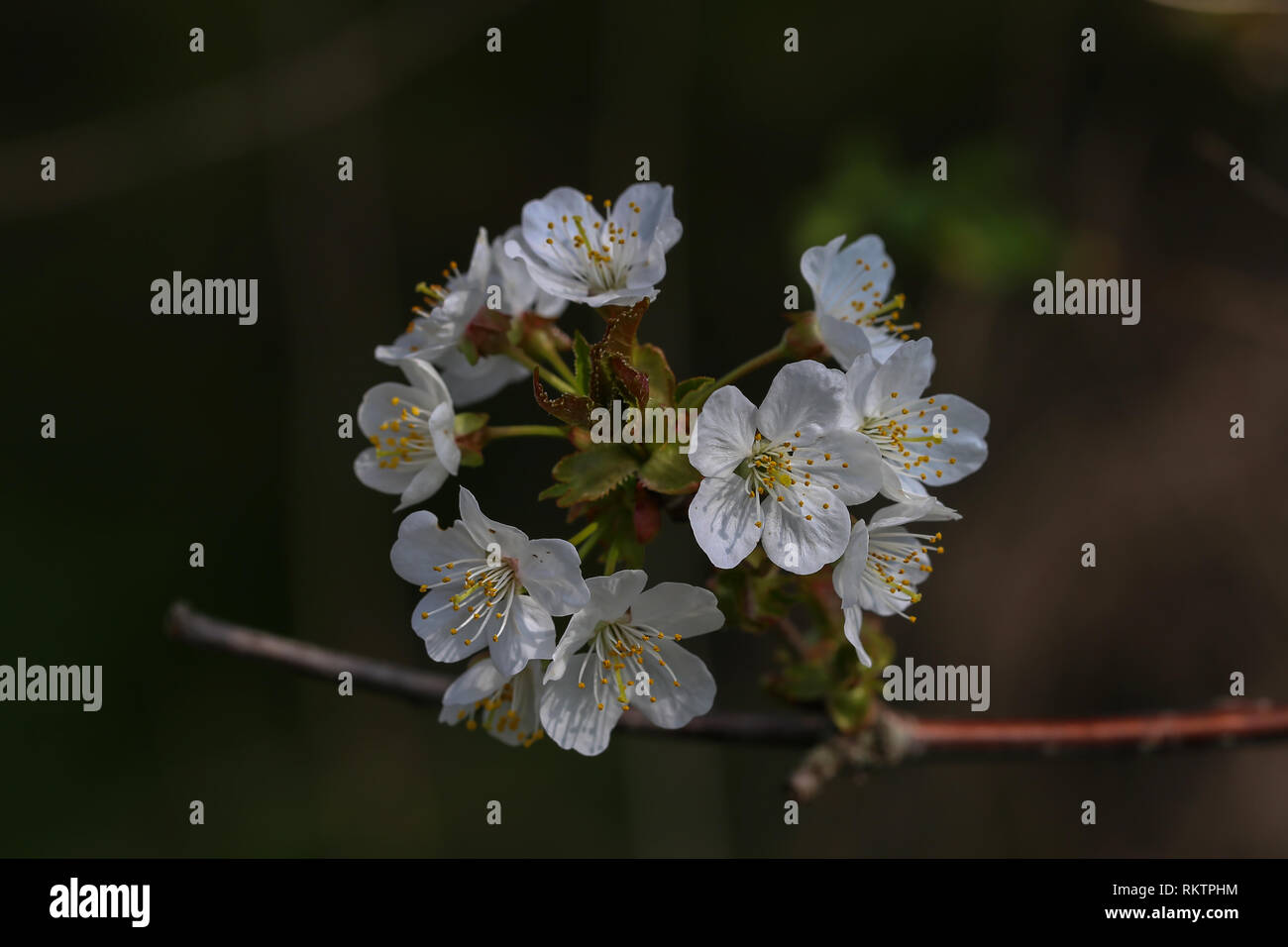 Flowering trees in the gardens in spring time Stock Photo - Alamy