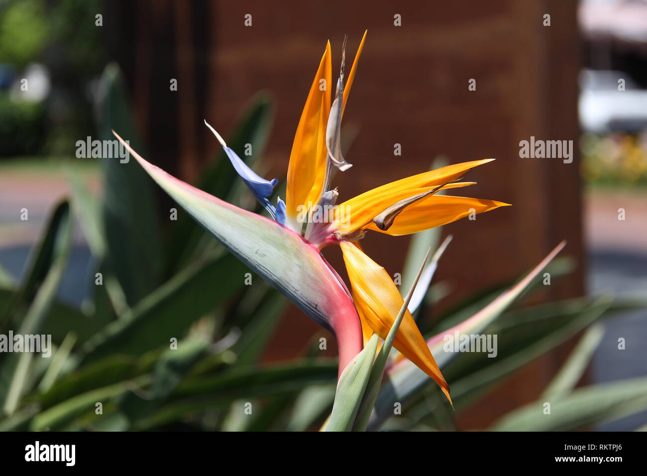 Bird of paradise flowers (Strelitzia) on natural green Stock Photo - Alamy