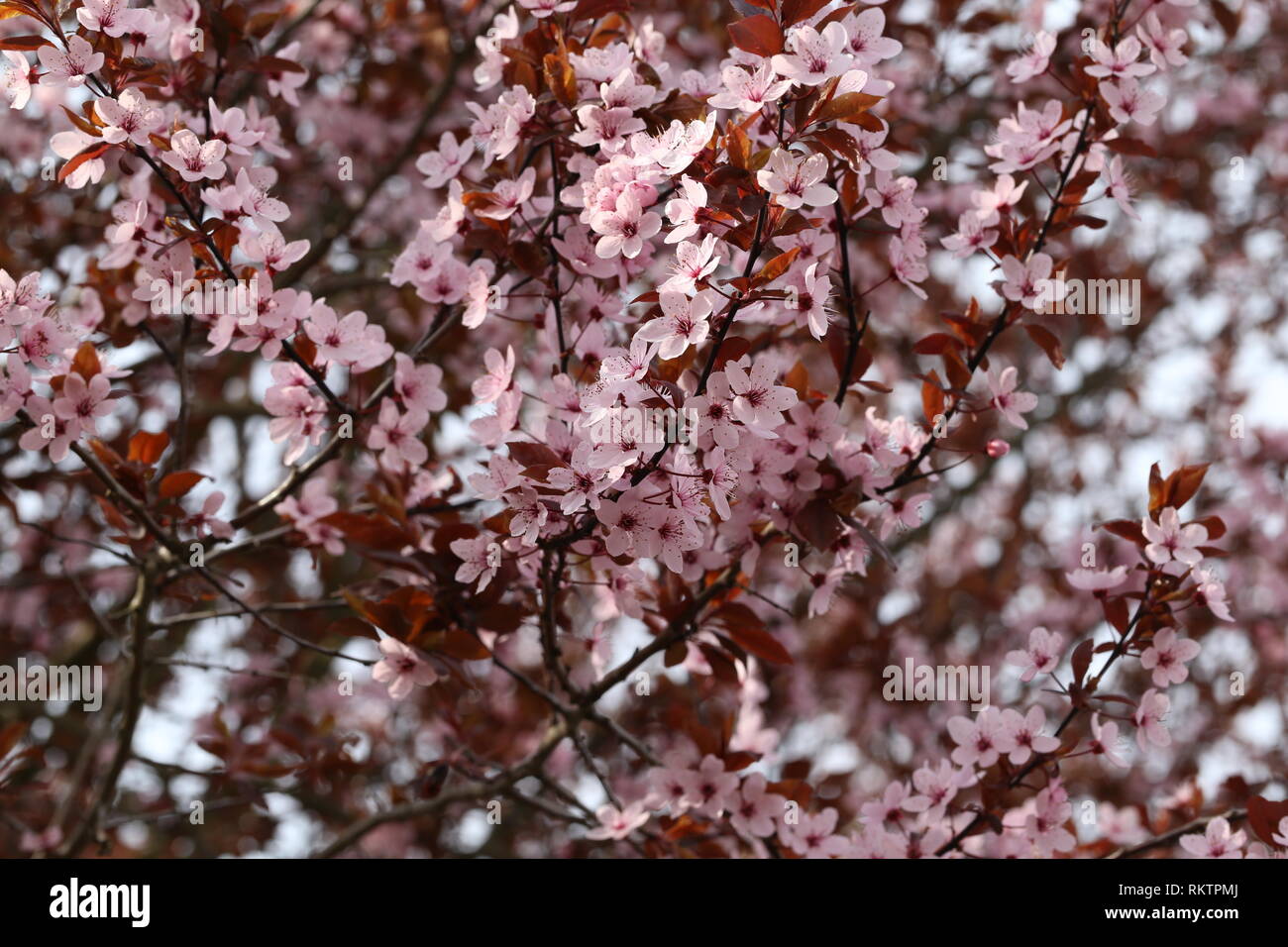 Flowering trees in the gardens in spring time Stock Photo - Alamy