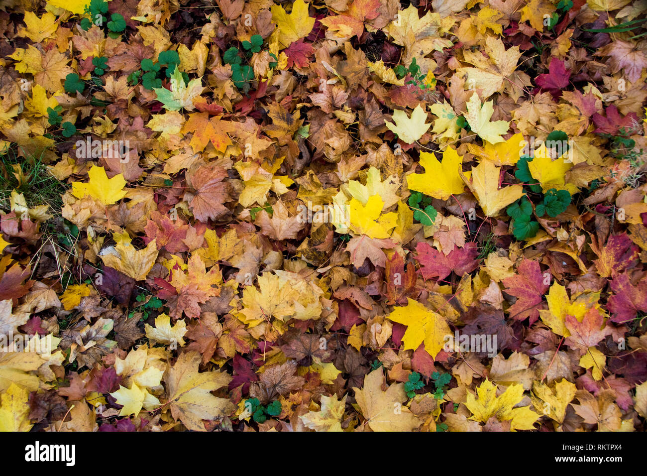 Autumn leaves lying on the ground : a natural background nature pattern ...