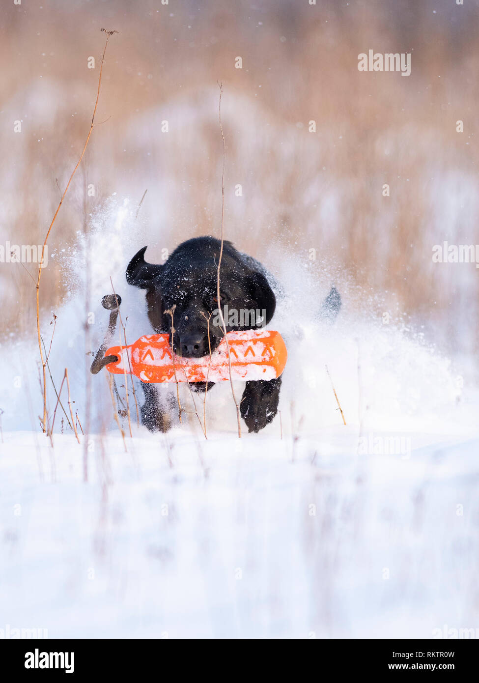 A Black lab with a training bumper on a cold winter day Stock Photo - Alamy