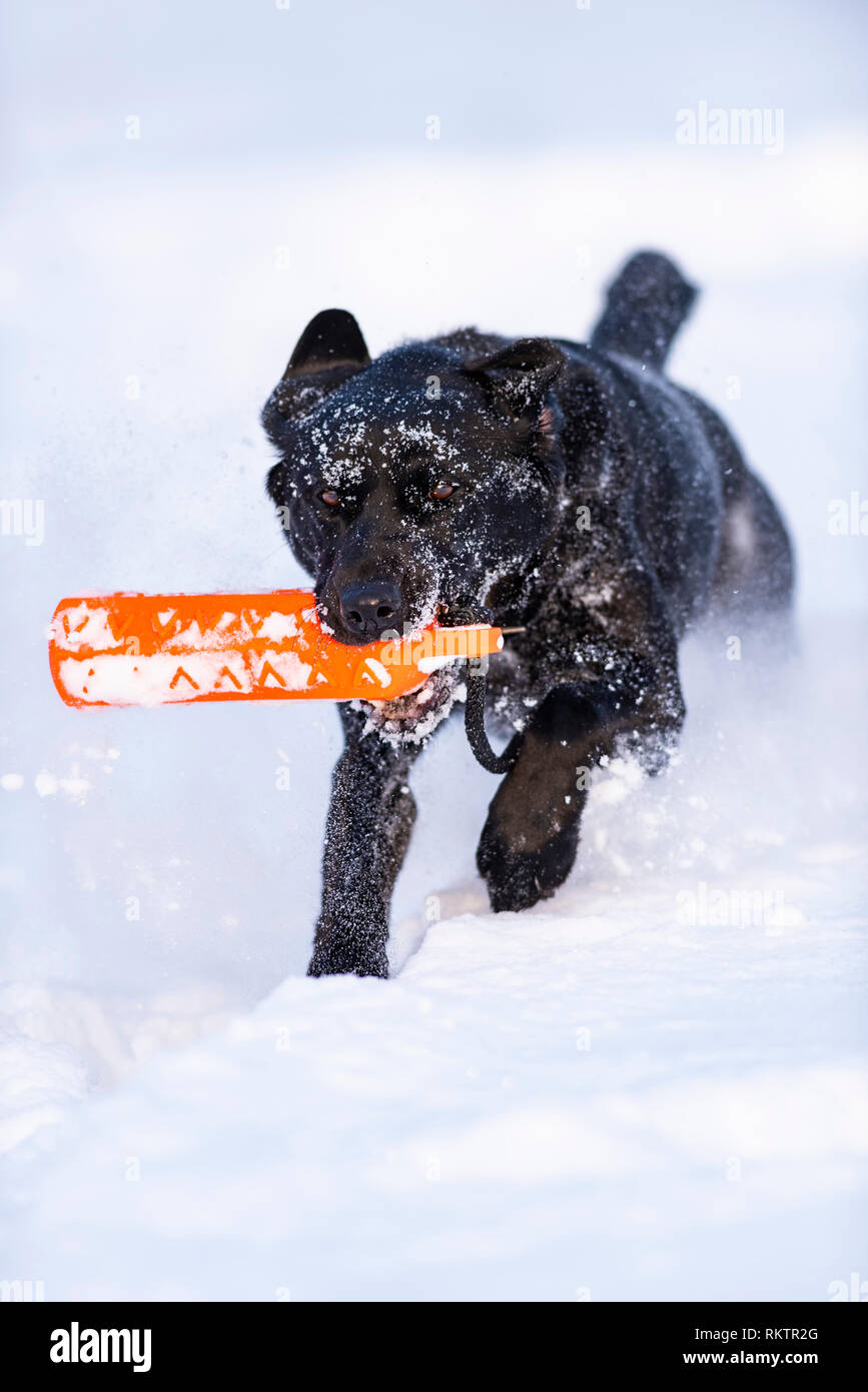 A Black lab with a training bumper on a cold winter day Stock Photo - Alamy