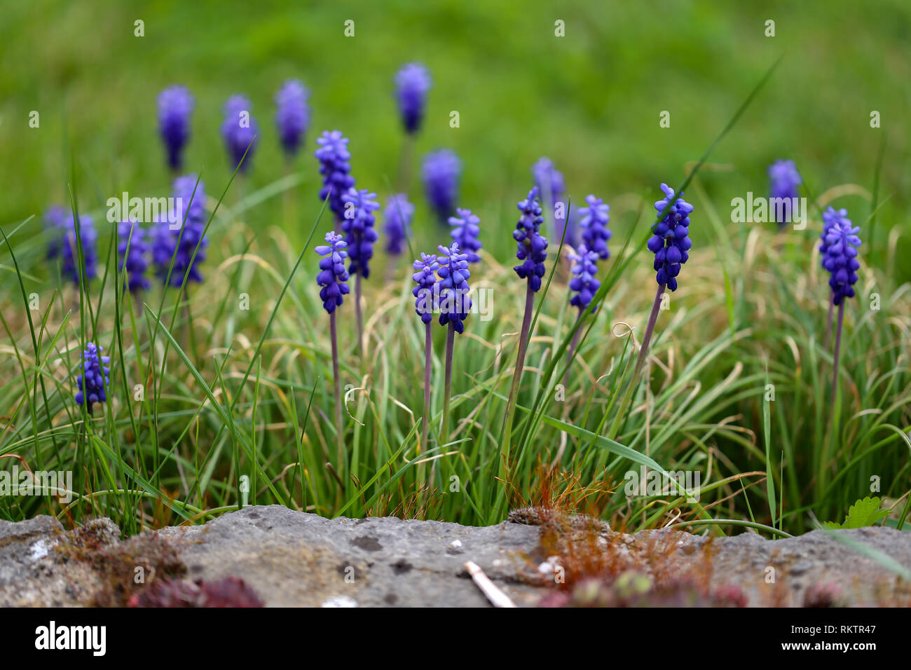 Hyacinths / Hyacinths - beautiful spring flowers Stock Photo - Alamy