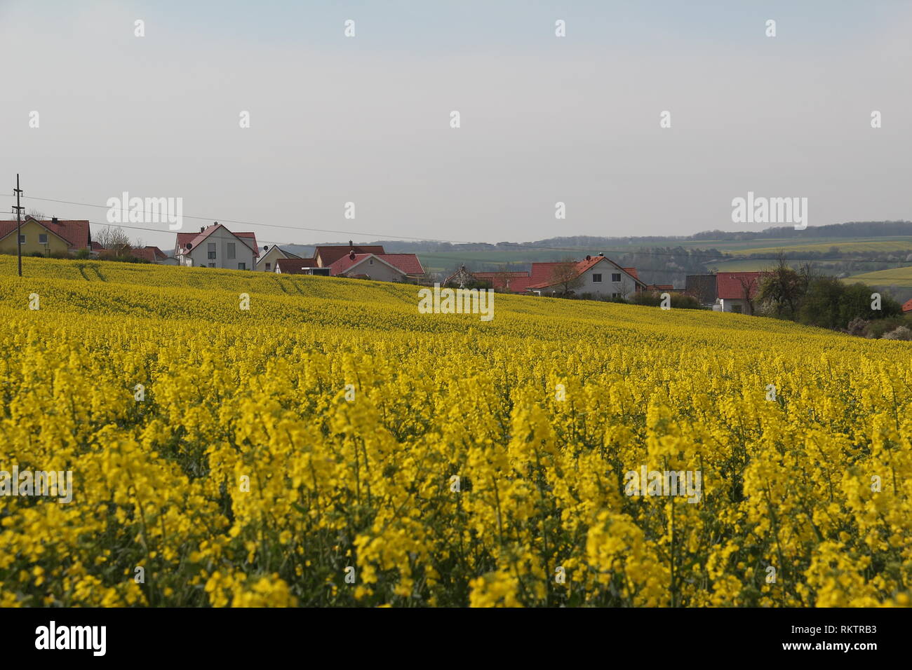 Cultivated yellow colorful raps field in Germany Stock Photo - Alamy