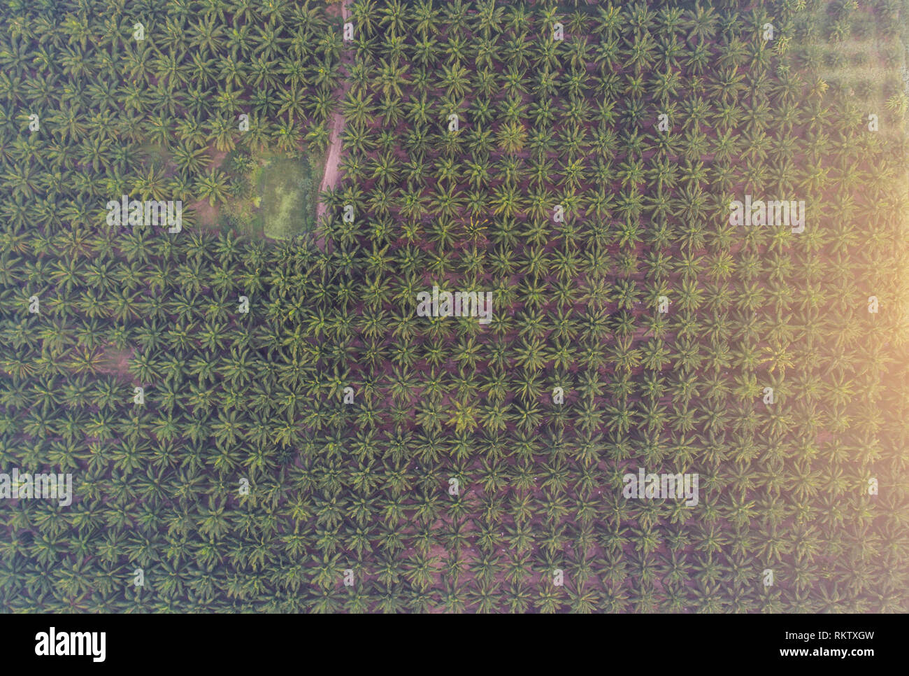 Aerial top view forest, Texture background of forest view from above ...