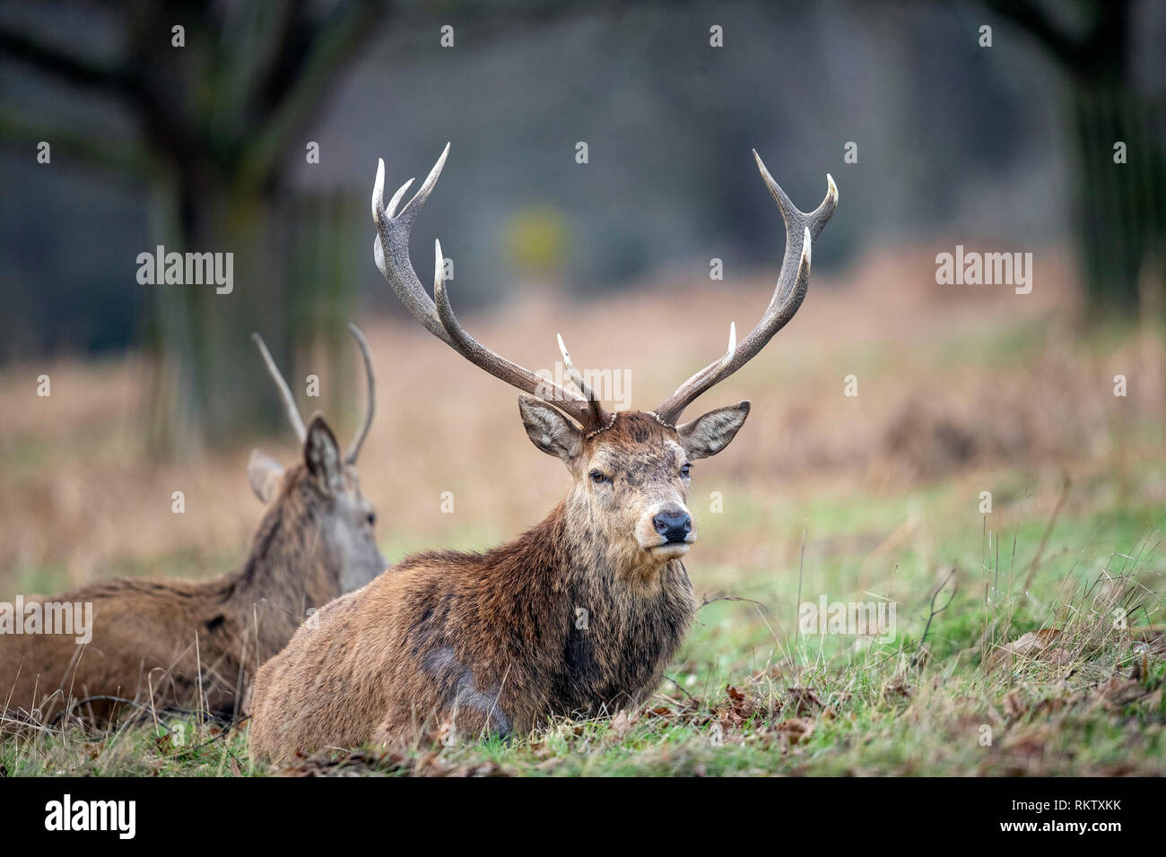 Stag sitting hi-res stock photography and images - Alamy