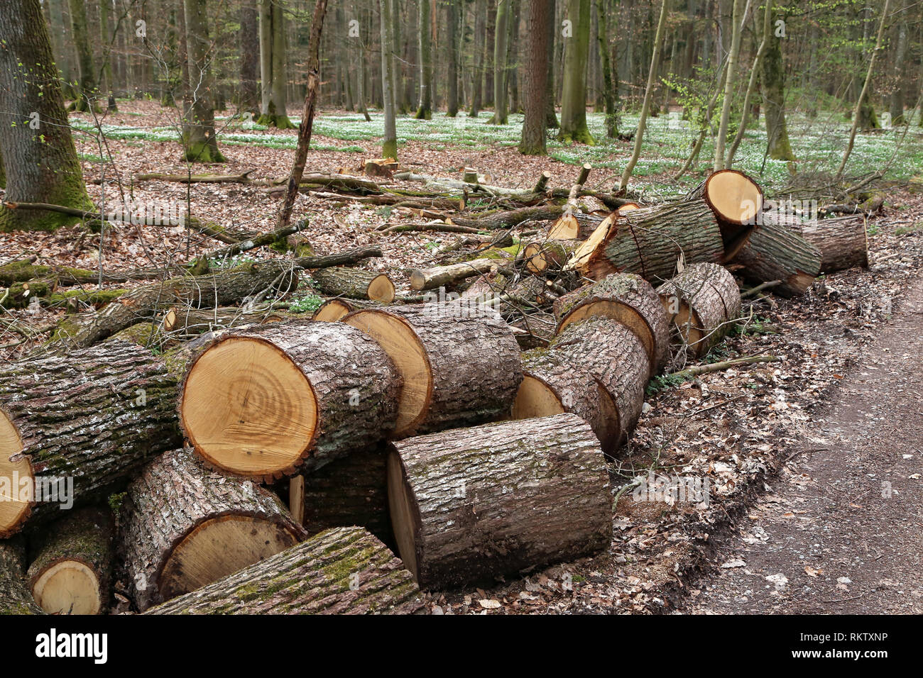 Saw logs in the forest / Harvesting of firewood Stock Photo - Alamy
