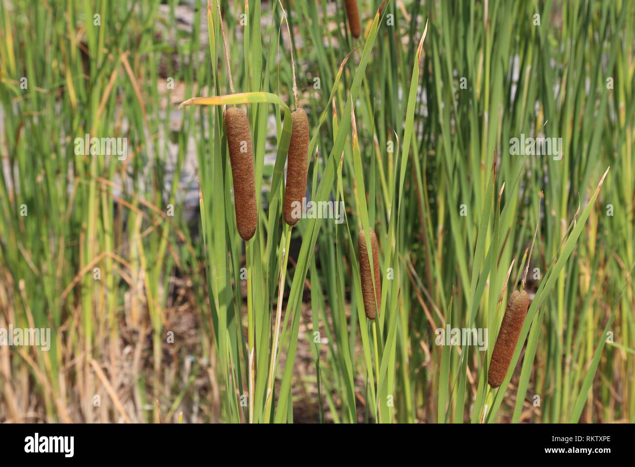 Reeds grow on the lake Stock Photo - Alamy
