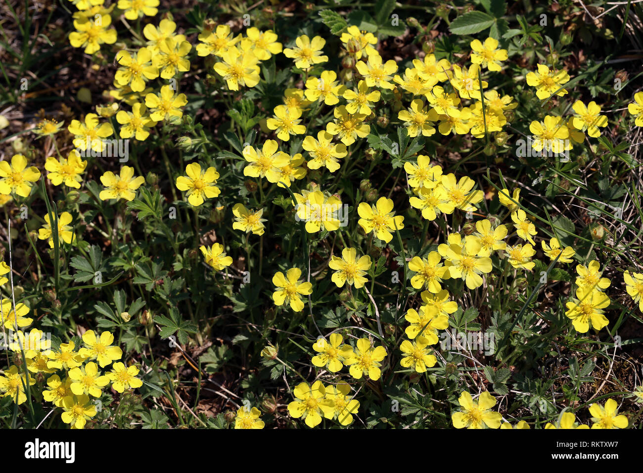 Small yellow flowers bloom in the spring Stock Photo - Alamy