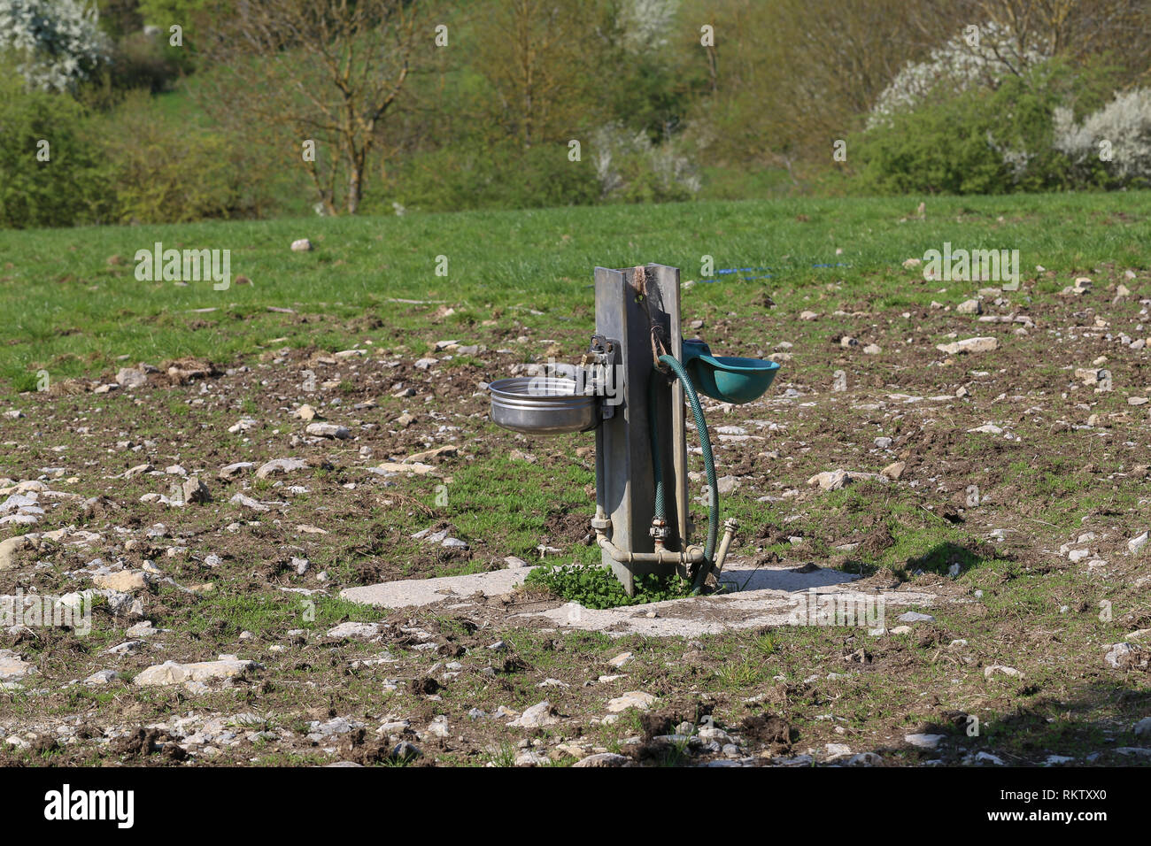 Automatic drinking. Automatic drinking tank for cattle Stock Photo - Alamy