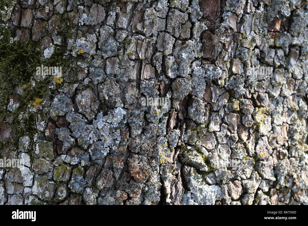 Cracked tree bark overgrown with moss and lichens Stock Photo - Alamy
