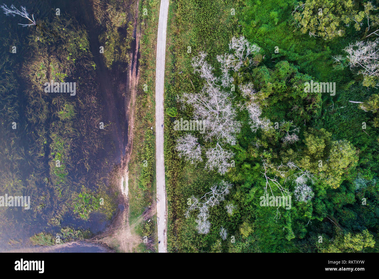 Aerial top view forest, Texture background of forest view from above ...