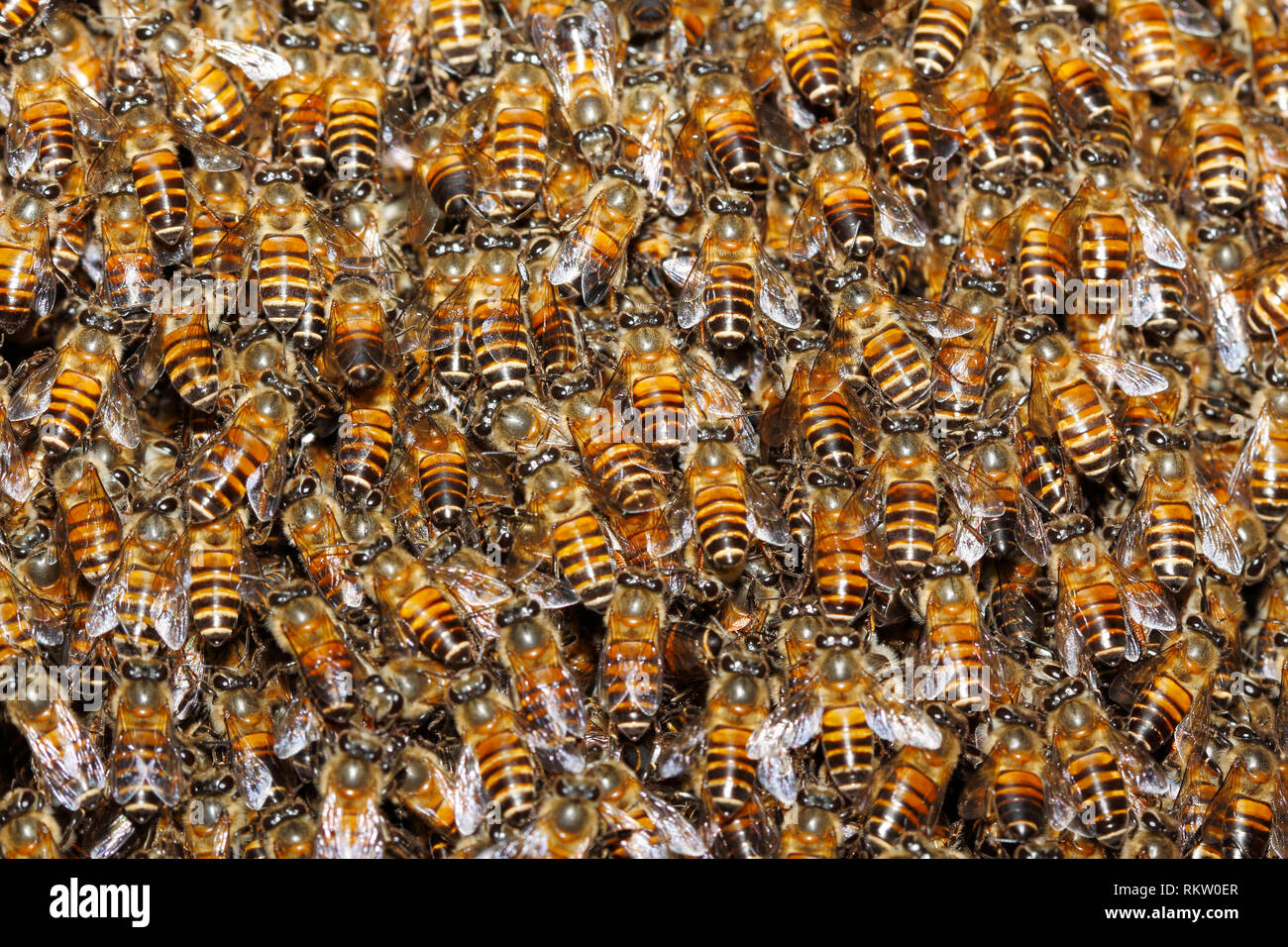 Soldier bees hi-res stock photography and images - Alamy