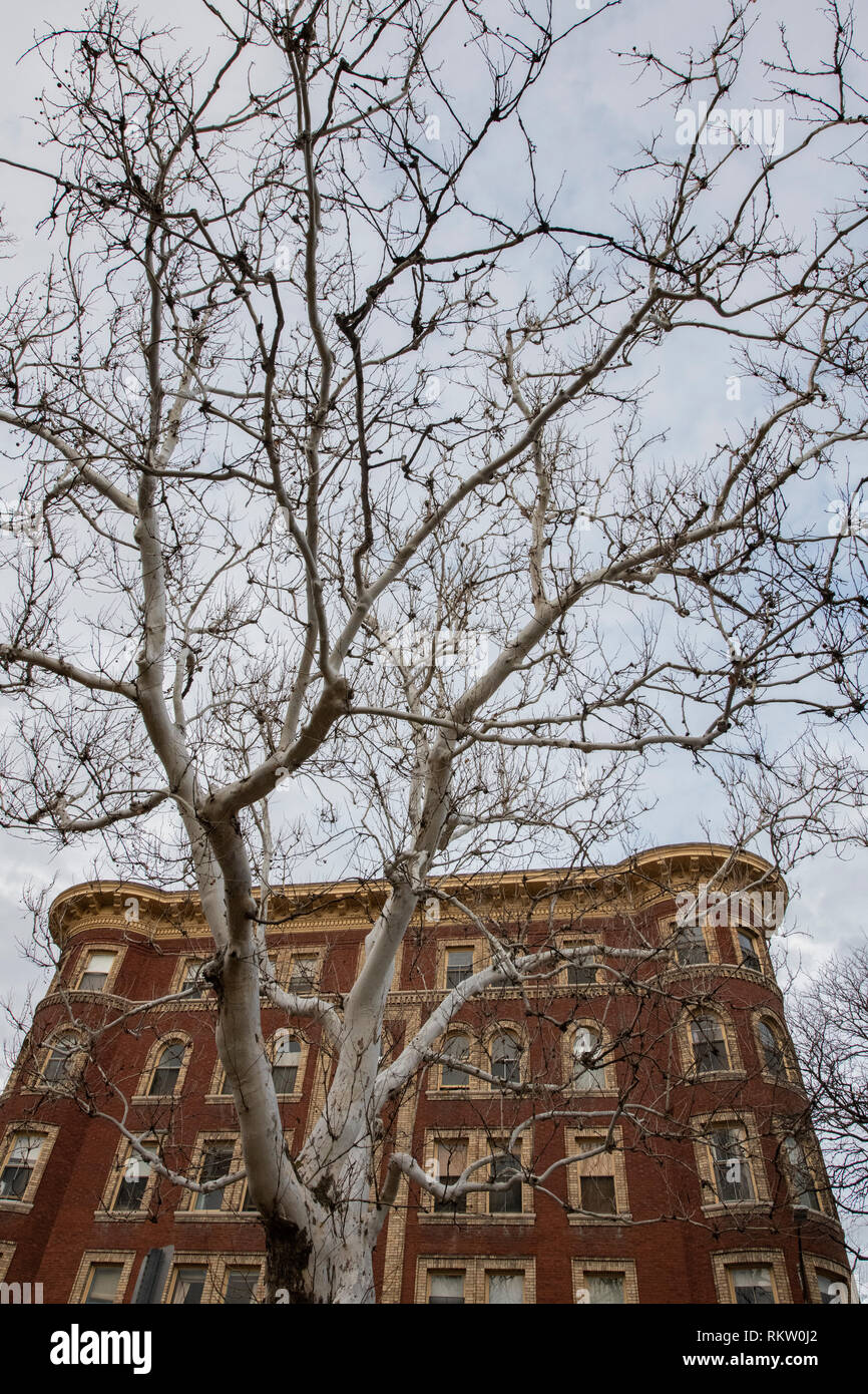 Tree and building Stock Photo - Alamy
