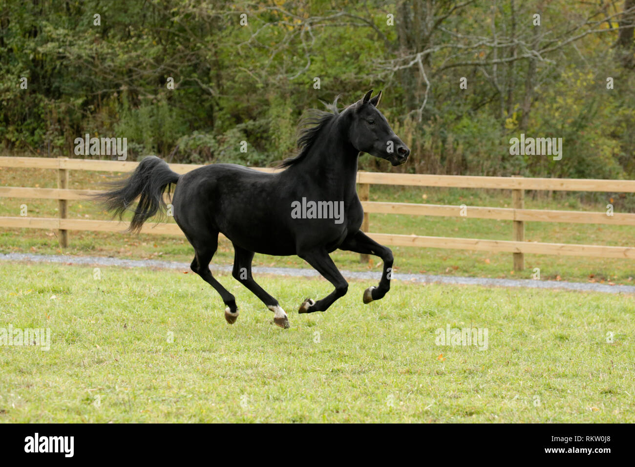 Morgan Horse Vermont High Resolution Stock Photography and Images - Alamy