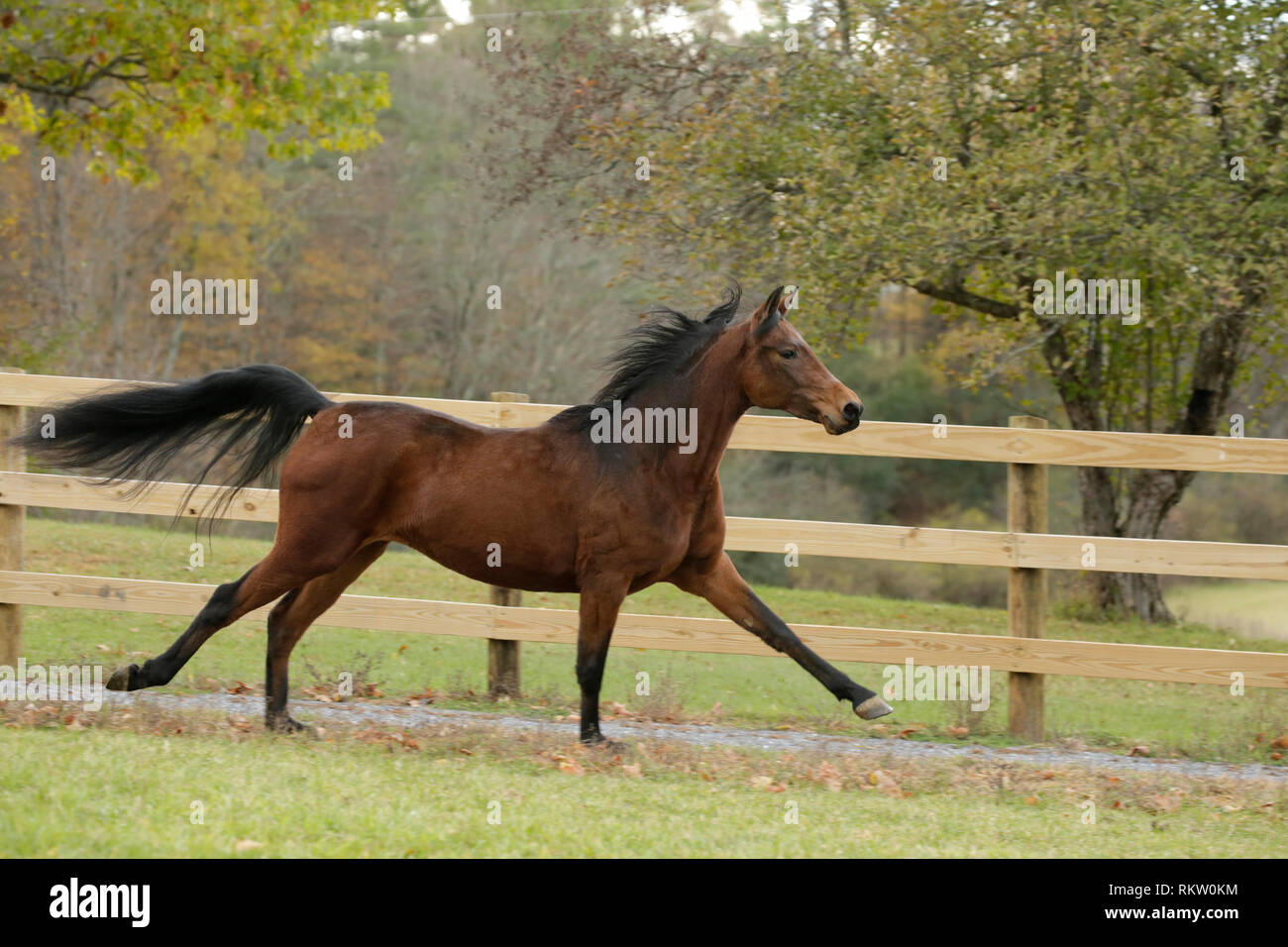 Morgan Horse Vermont High Resolution Stock Photography and Images - Alamy