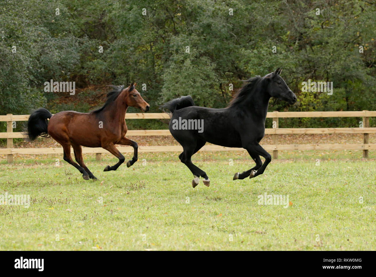 Morgan horse hi-res stock photography and images - Alamy