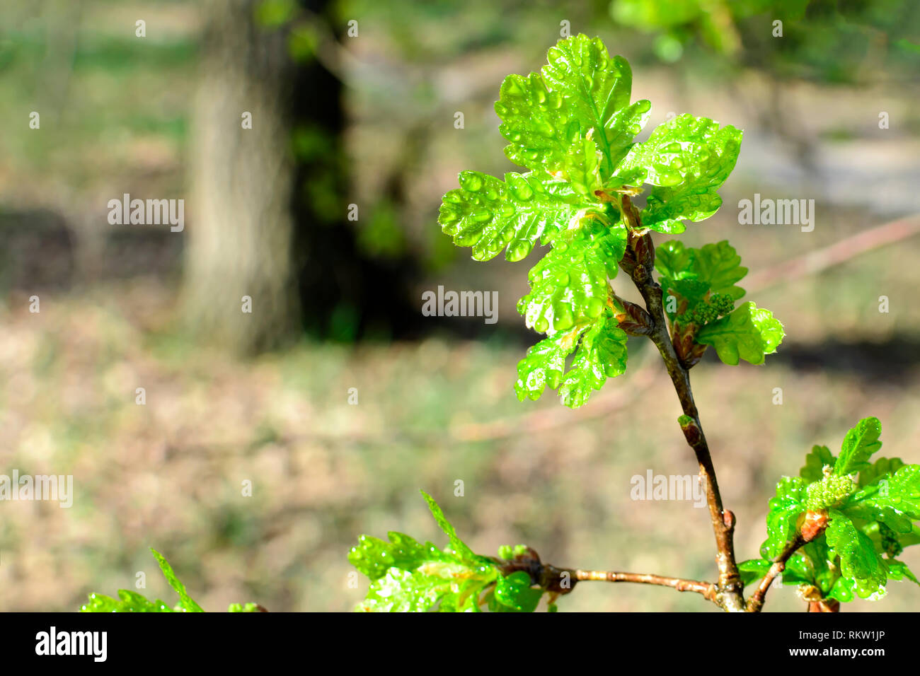 The beautiful spring oak tree branch with rain drops, background Stock ...