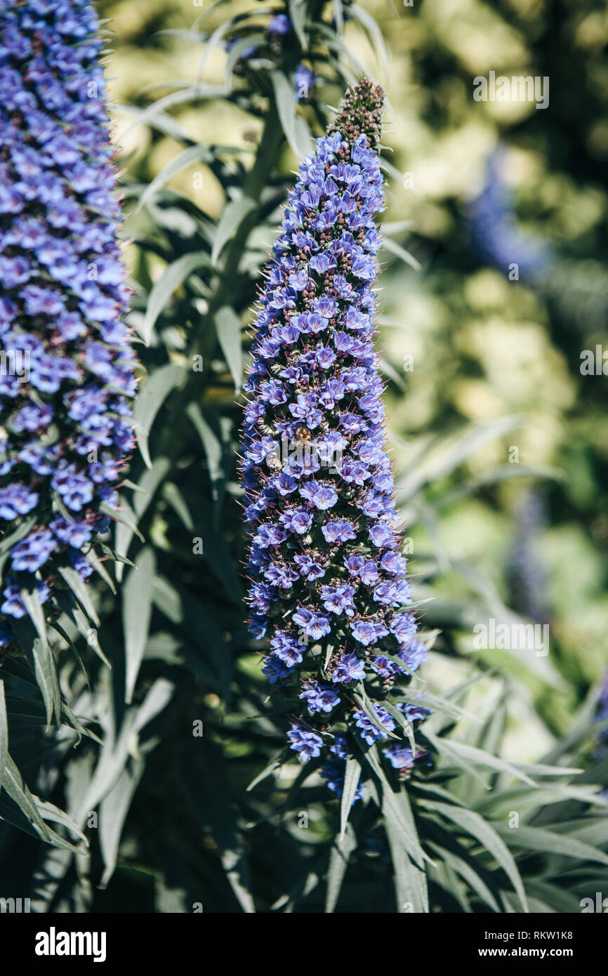 Early spring blue flowers hi-res stock photography and images - Alamy
