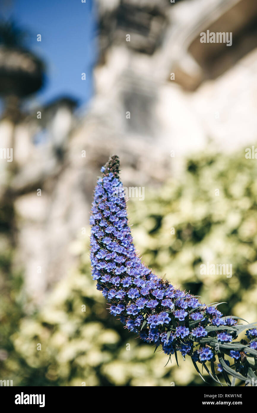Spring blue beautiful early flowers. The beginning of spring and ...