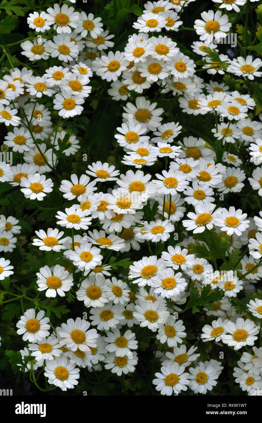 Feverfew daisy flowers in bloom. Dorset, UK July Stock Photo - Alamy