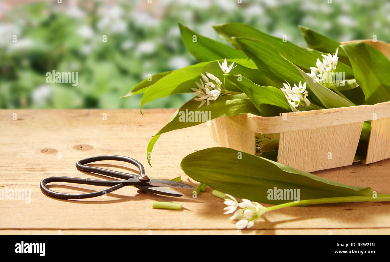 Freshly harvested wild garlic on a garden table with its edible leaves ...