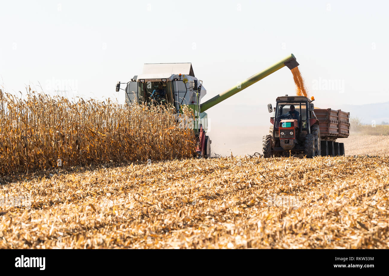 Pouring corn grain into tractor trailer after harvest at field Stock ...