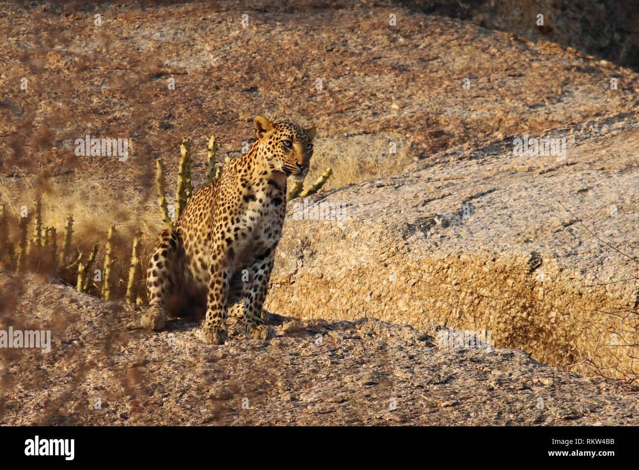 Rajasthan leopard rock hi-res stock photography and images - Alamy