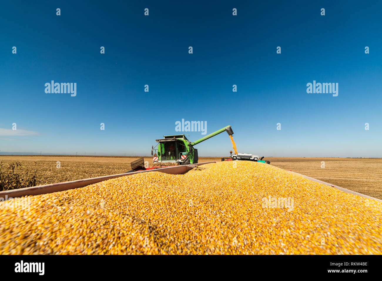 Pouring corn grain into tractor trailer after harvest at field Stock ...