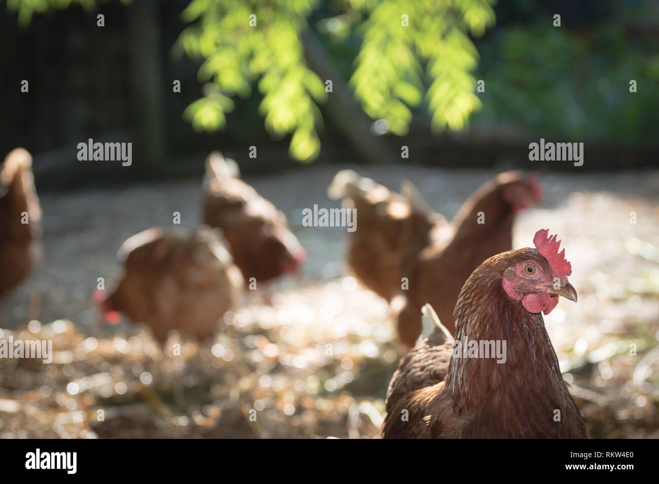 Closeup of a brown chicken on a farm in nature. Hens in a free range ...