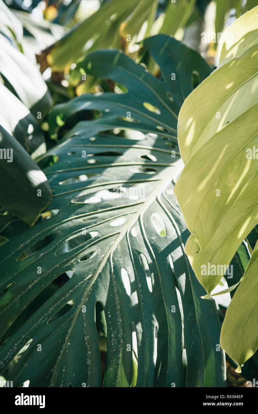 Monstera in natural environment hi-res stock photography and images - Alamy