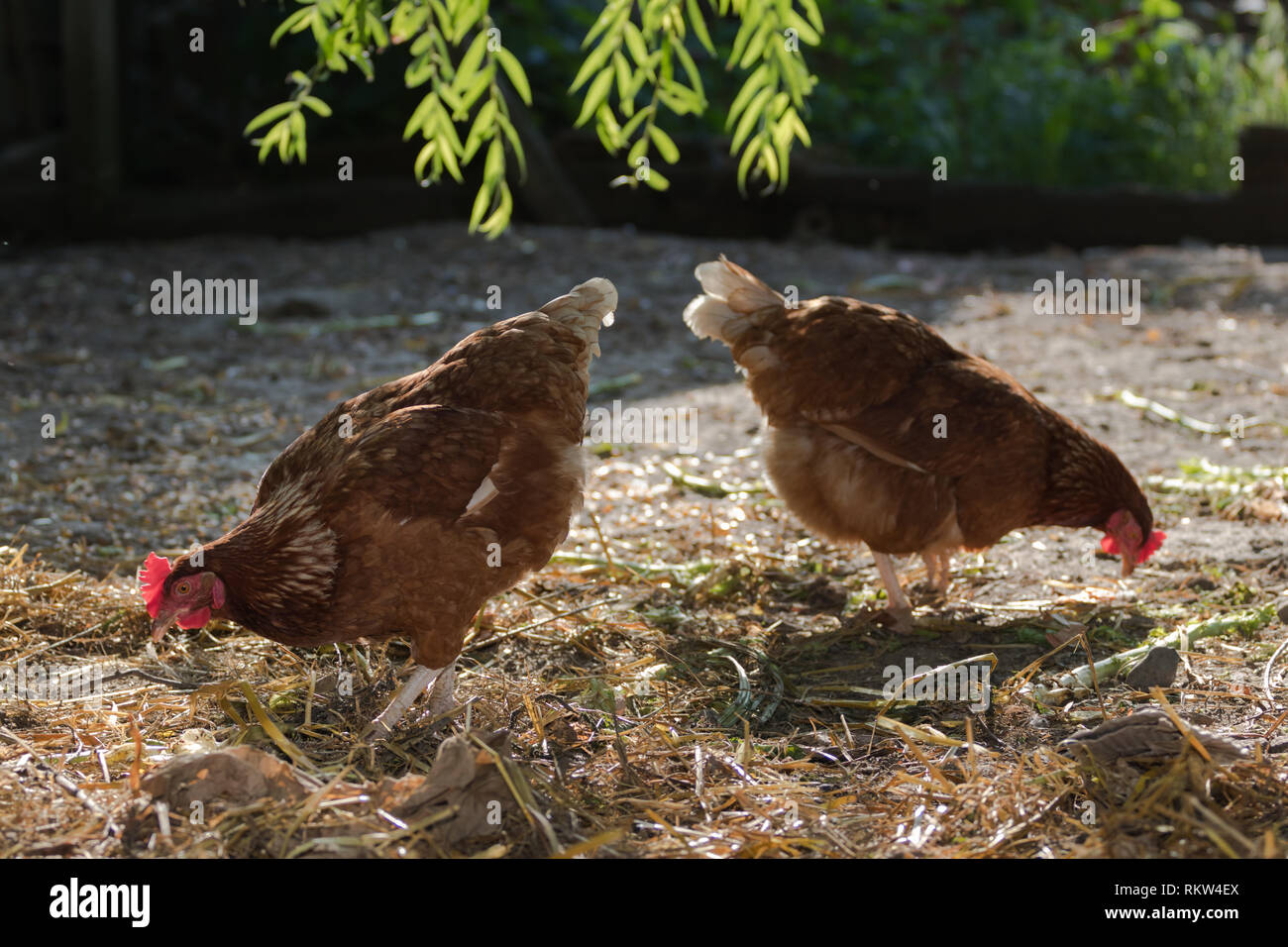 Closeup of a brown chicken on a farm in nature. Hens in a free range ...
