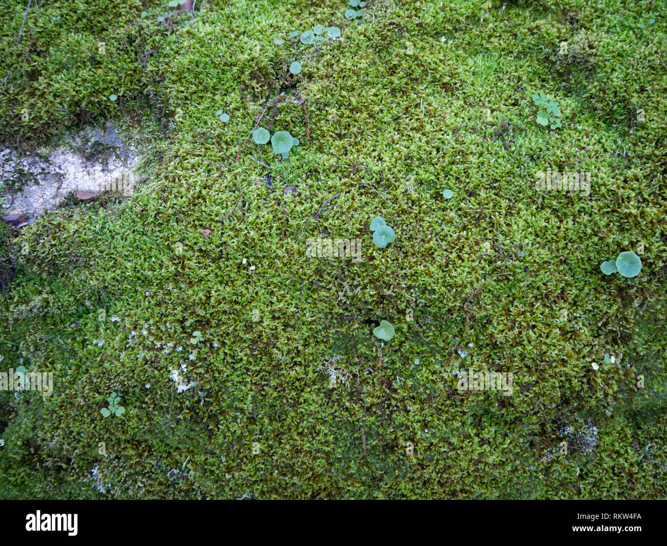 moss texture background with little plants and rock texture Stock Photo ...