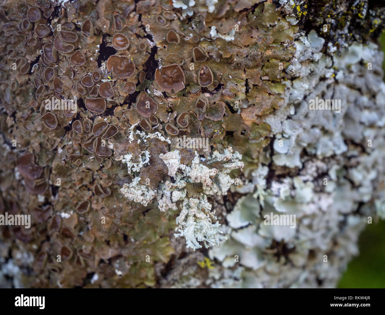lichen and moss texture background Stock Photo - Alamy
