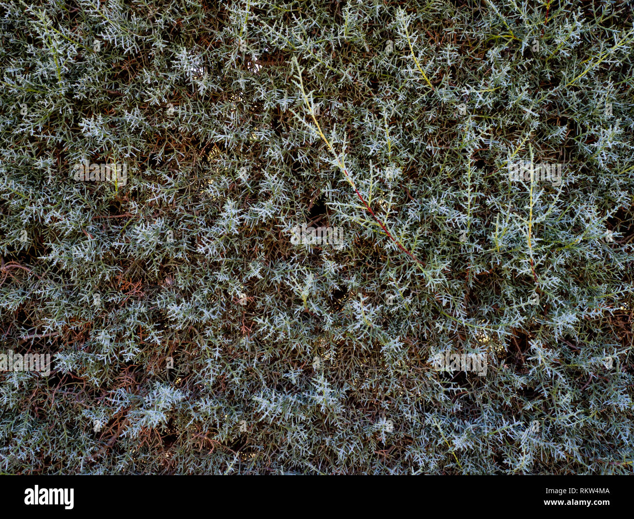 green bush leaves background texture Stock Photo - Alamy