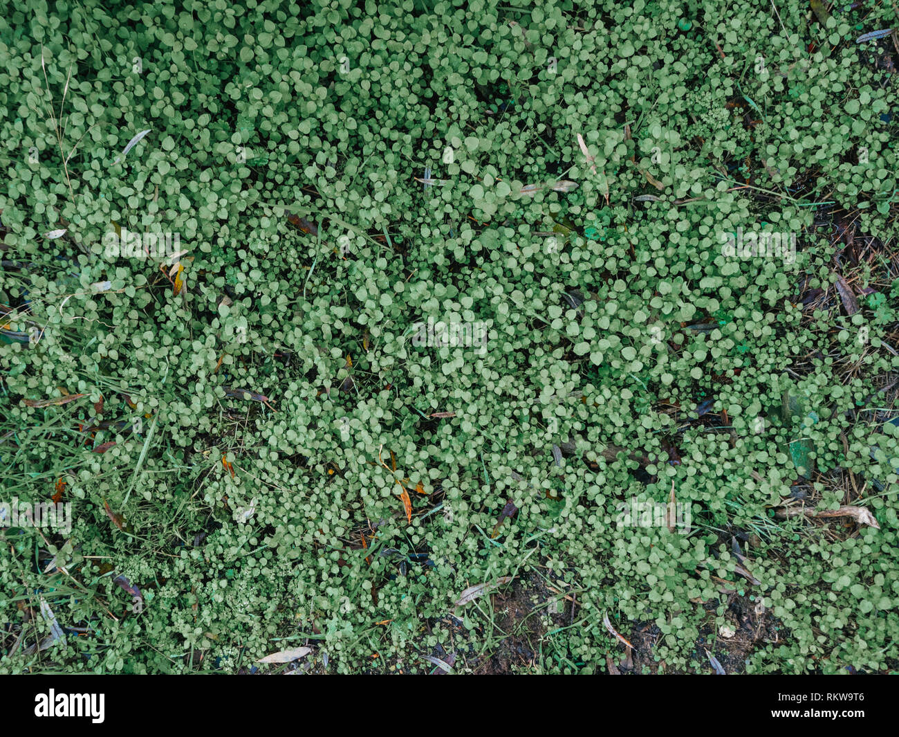 small green plants texture background Stock Photo - Alamy