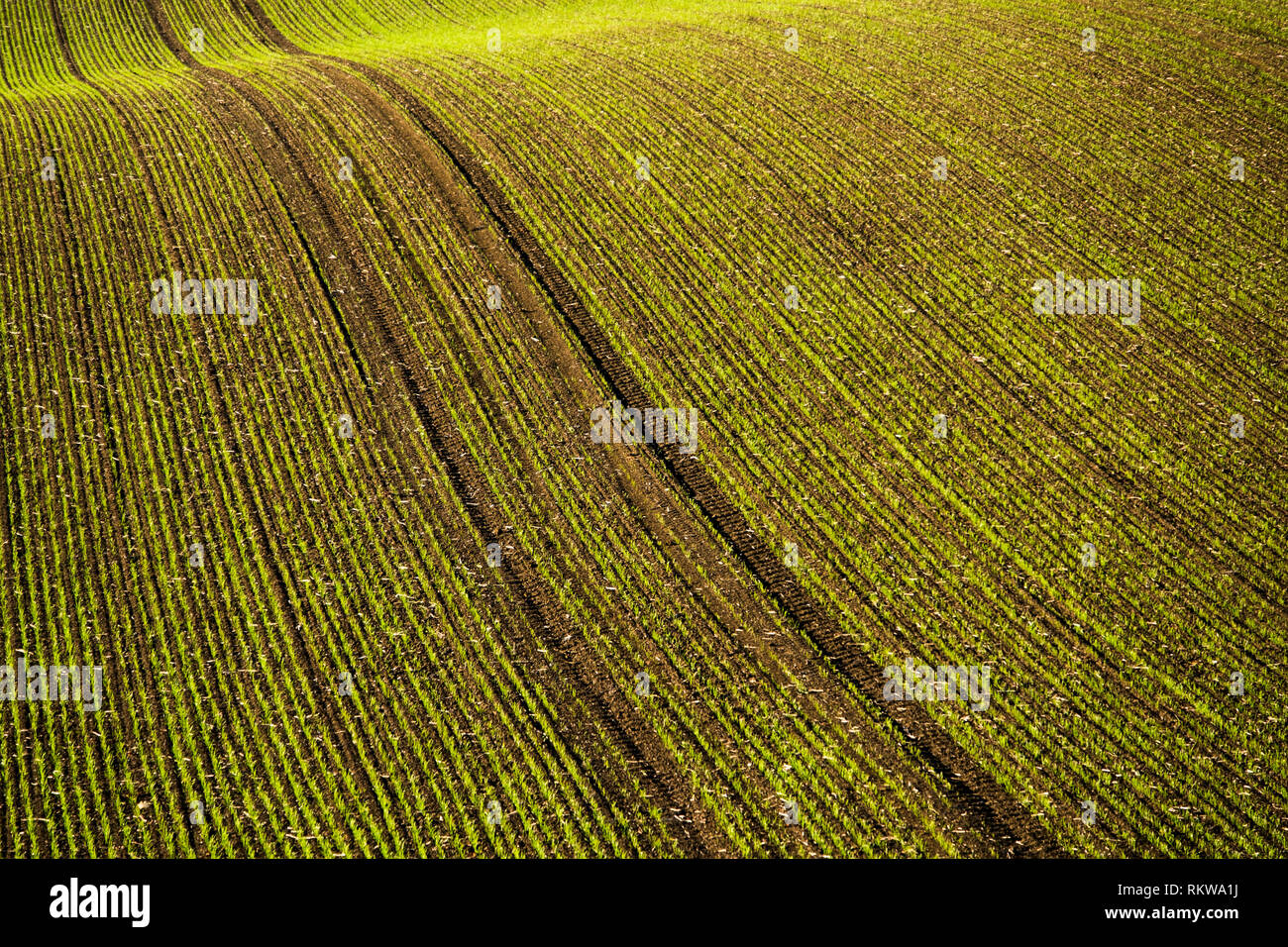 Autumn seed begins to grow in Leicestershire farmland Stock Photo - Alamy