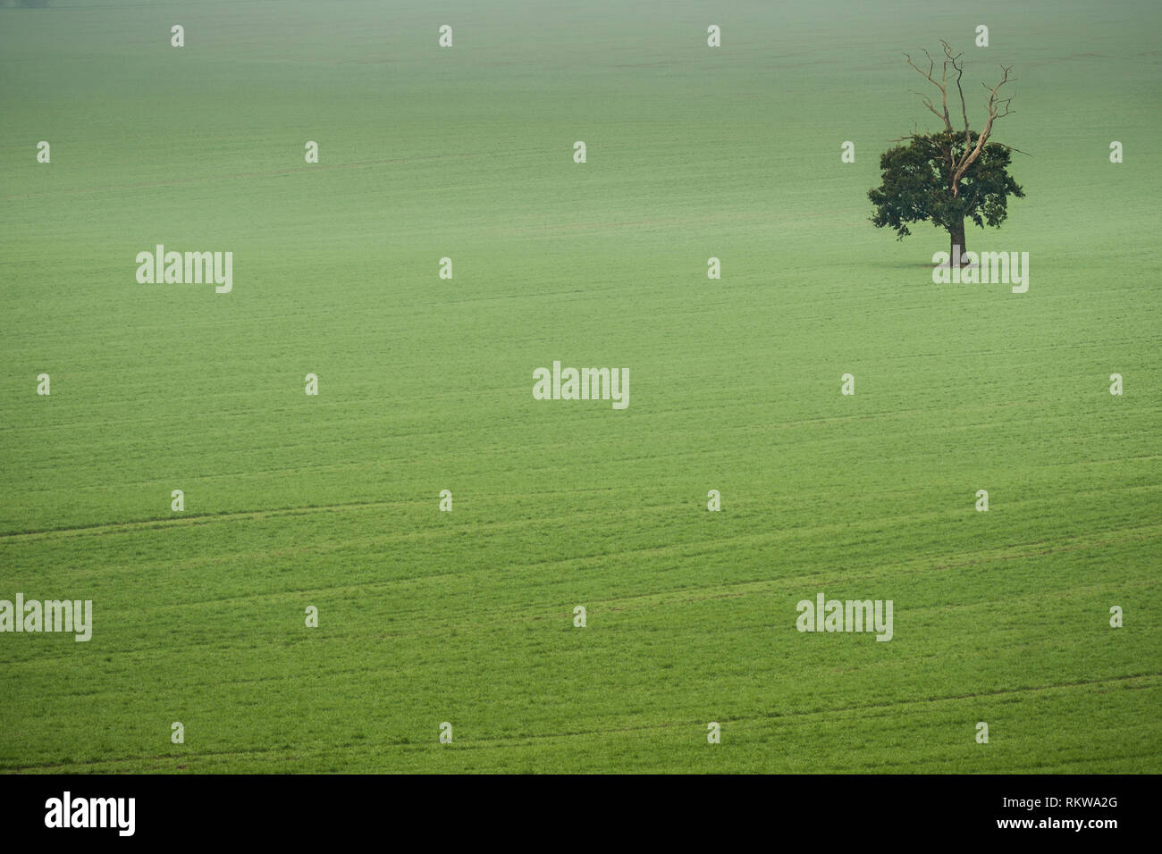 Misty field hi-res stock photography and images - Alamy