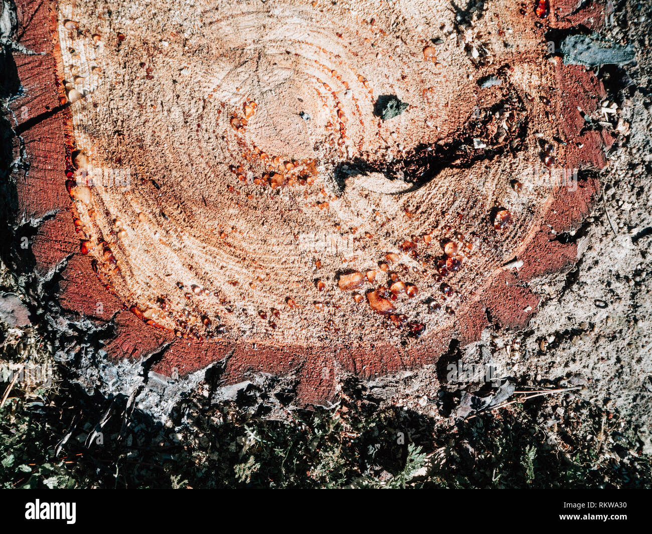 Tree sap on pine tree hi-res stock photography and images - Alamy